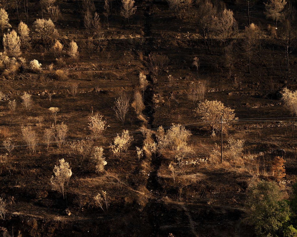 Oliver Martin / Overview